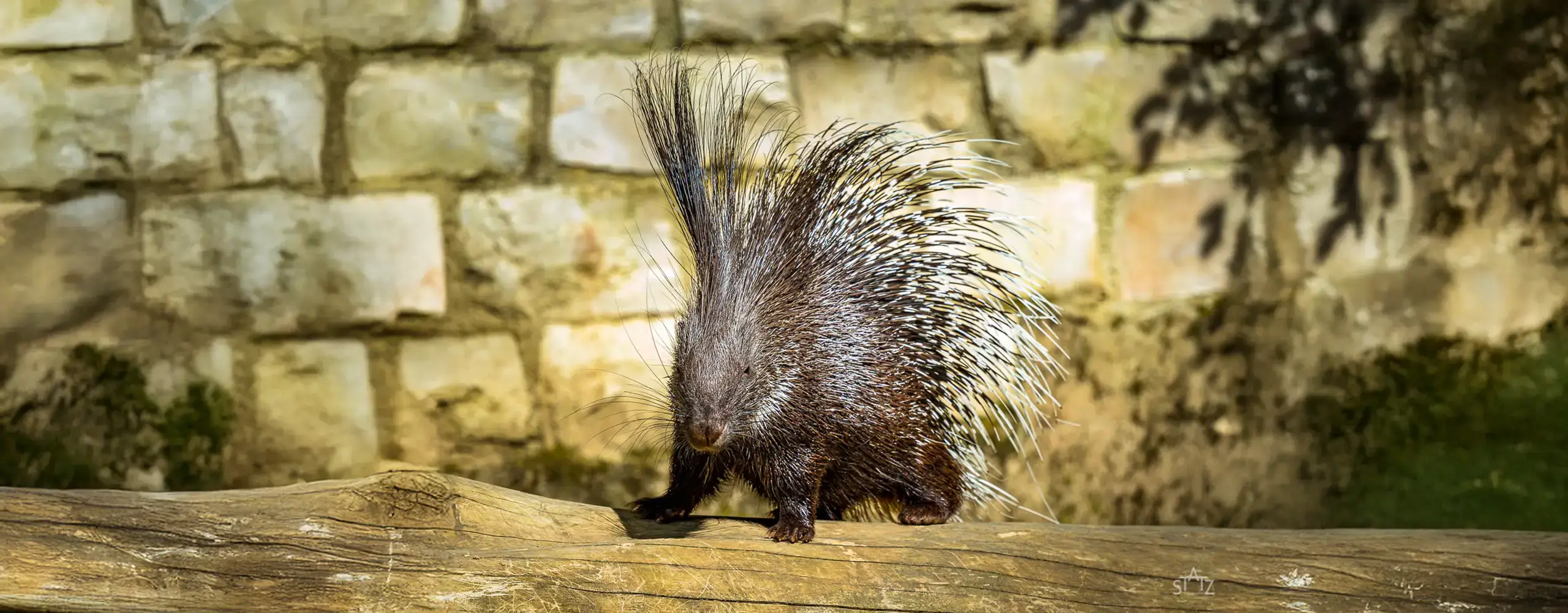 Stachelschwein | Tierische Bewohner | Wildpark Hundshaupten